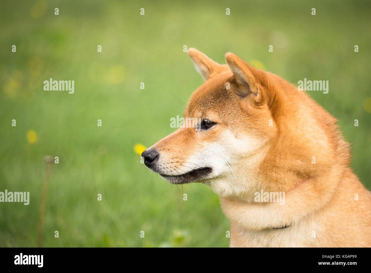 Black Shiba Inu Dog Smile High Resolution Stock Photography and Images ...