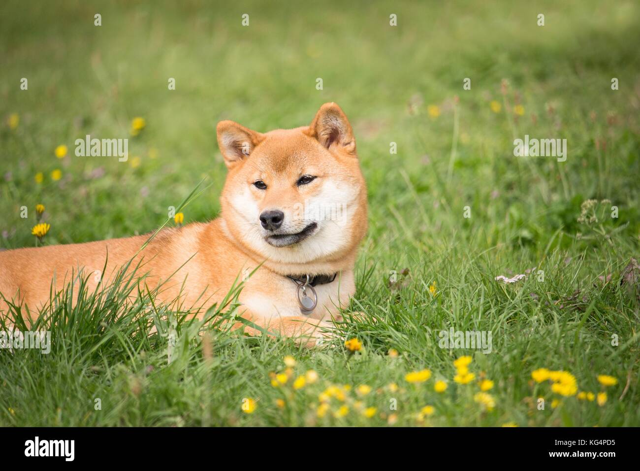 small Japanese dog shiba inu lying in the grass and resting in the sun ...