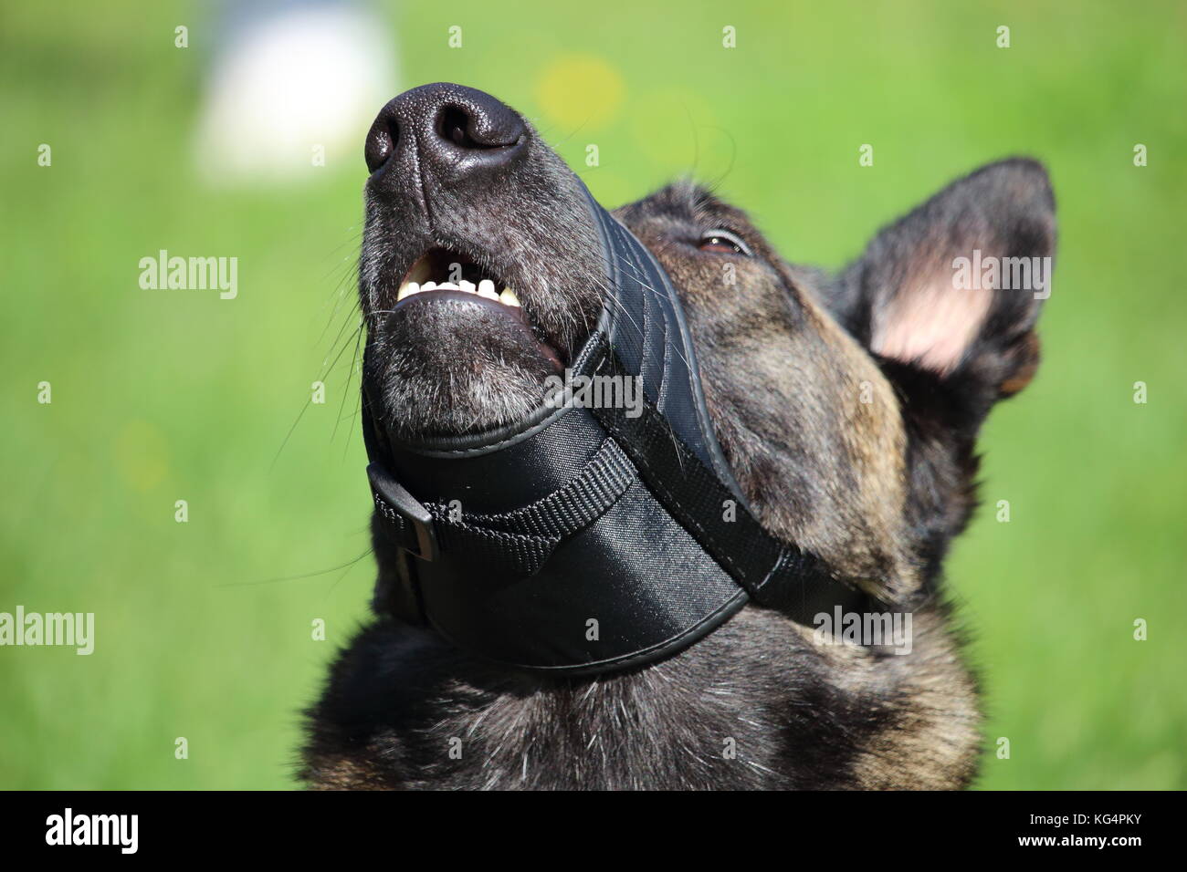 Young belgian shepherd in hi-res stock photography and images - Alamy