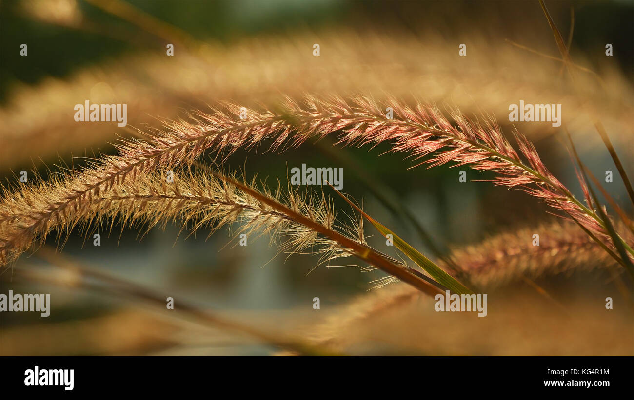 Beautiful grass ear spikes at the sunset Stock Photo - Alamy