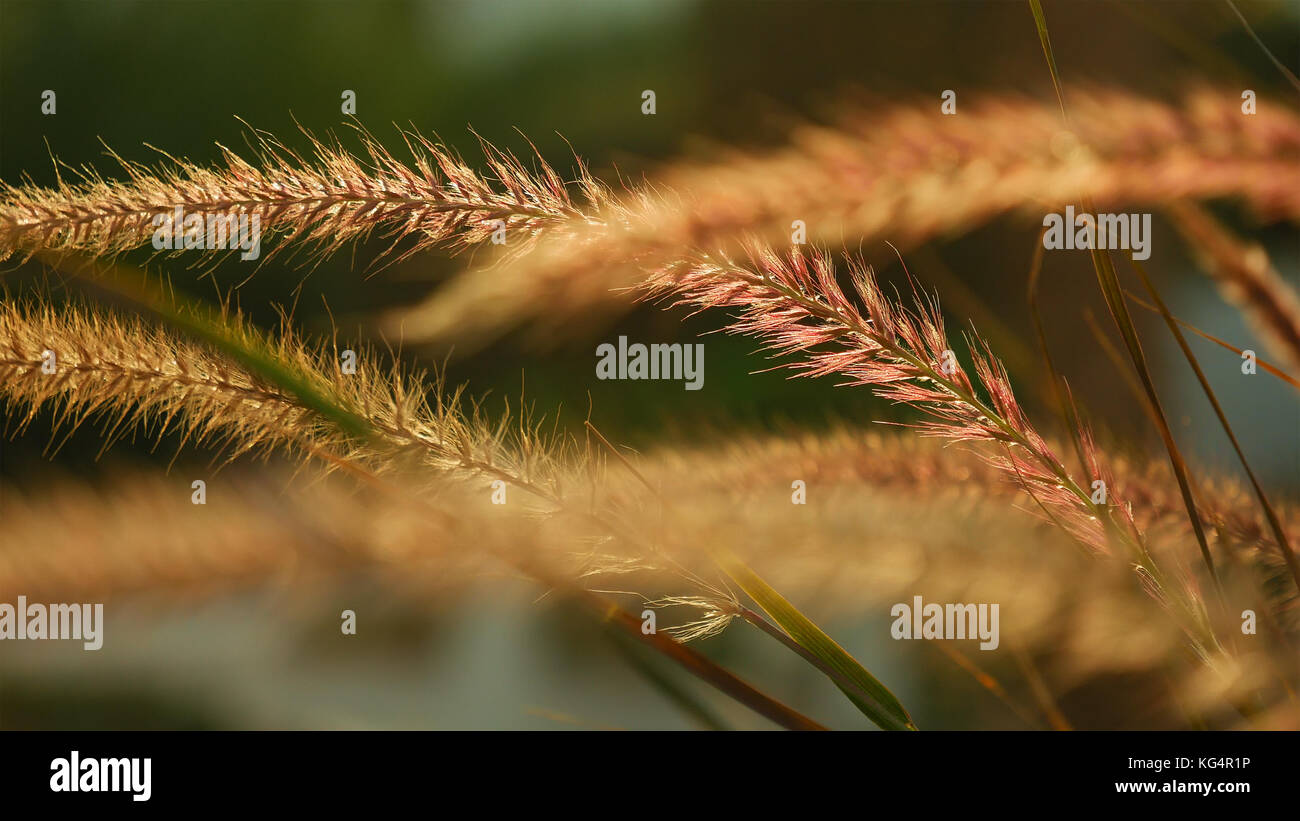 Beautiful grass ear spikes at the sunset Stock Photo - Alamy