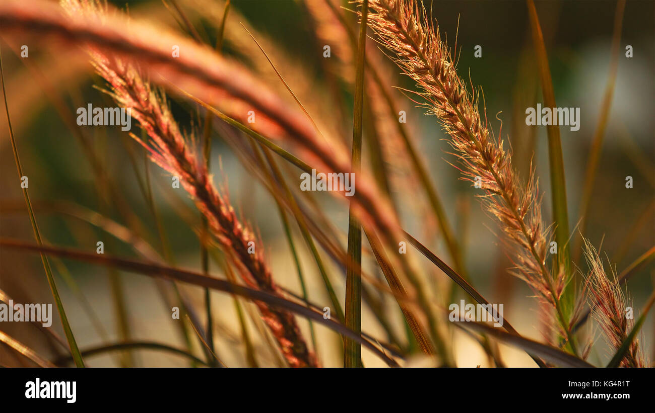 Beautiful grass ear spikes at the sunset Stock Photo - Alamy