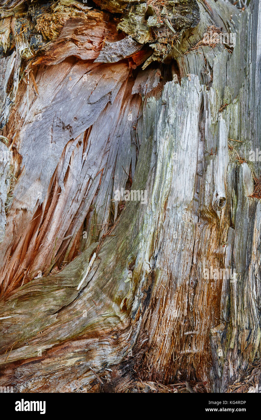 Tree trunk textured surface detail. Nature background. Vertical Stock Photo - Alamy