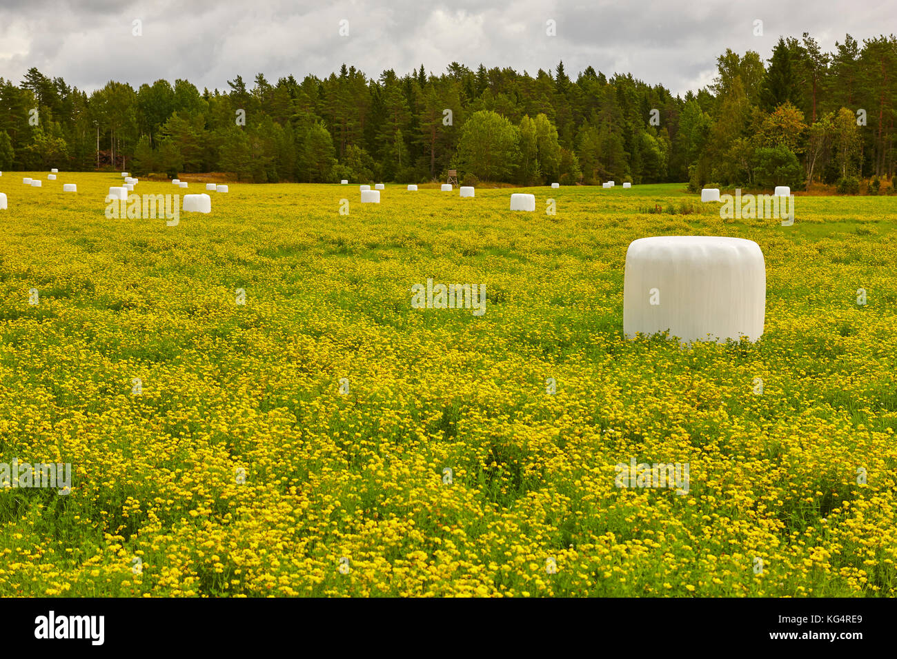 Packed silage on the countryside. Green and yellow landscape ...