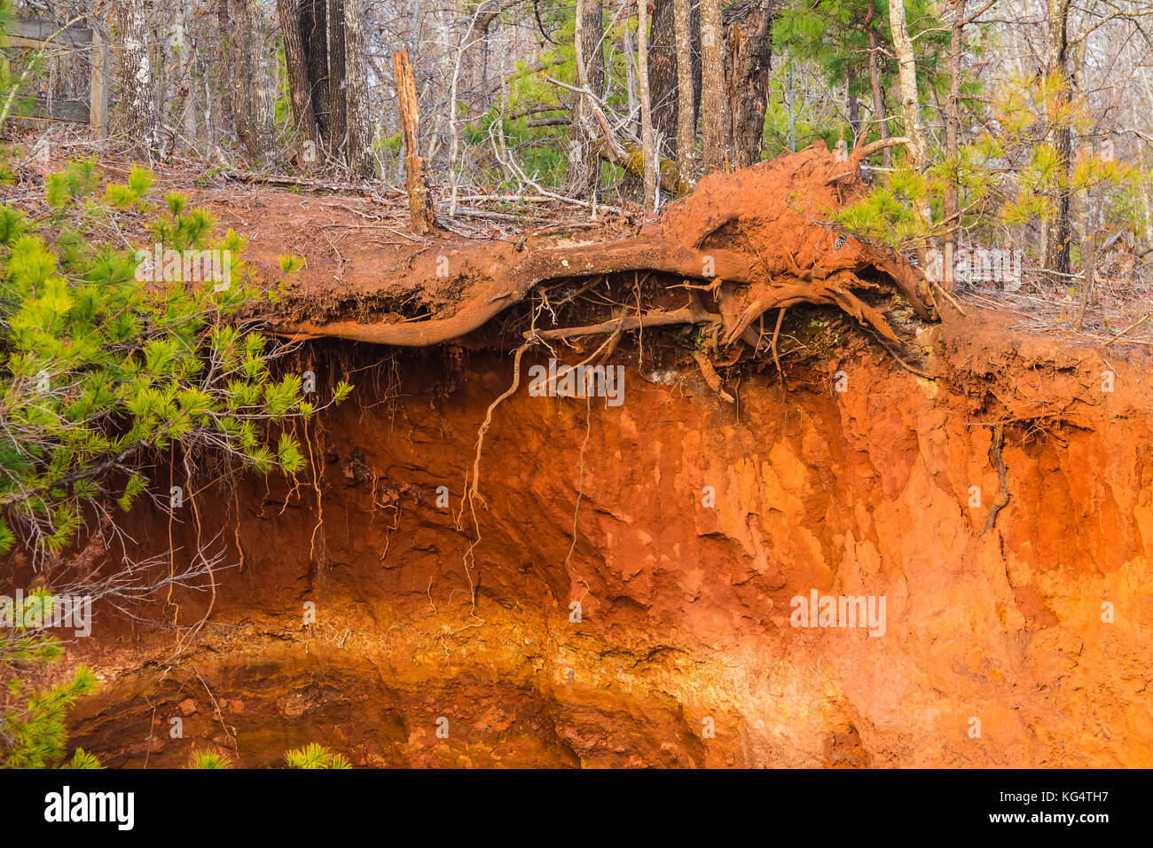 Sprouted tree roots hi-res stock photography and images - Alamy