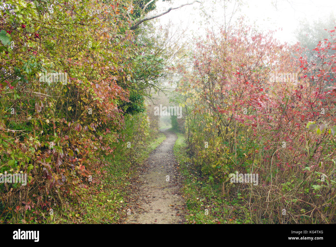 Autumn path fading into the mist Stock Photo - Alamy