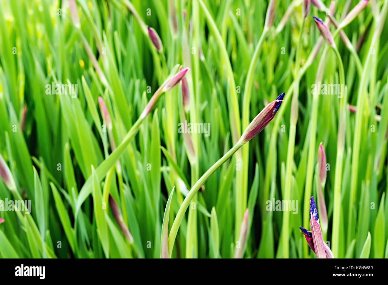 Bright juicy yellow-orange dandelion flowers in the summer field Stock ...