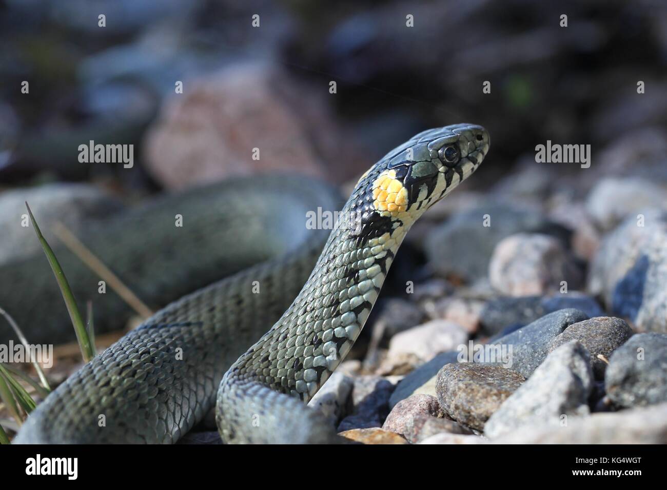Grass snake, Natrix natrix Stock Photo - Alamy