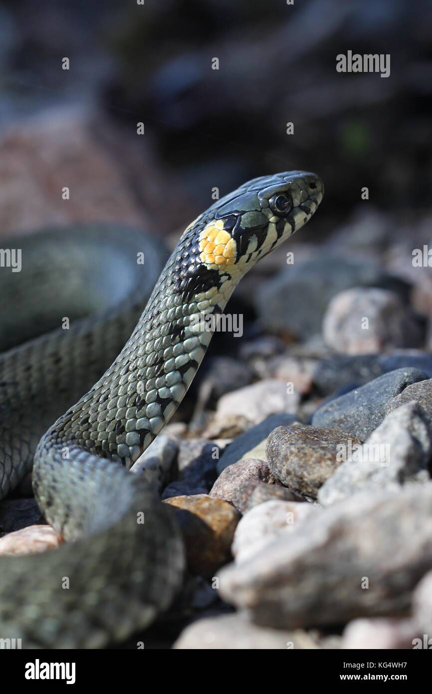 Grass snake, Natrix natrix Stock Photo - Alamy