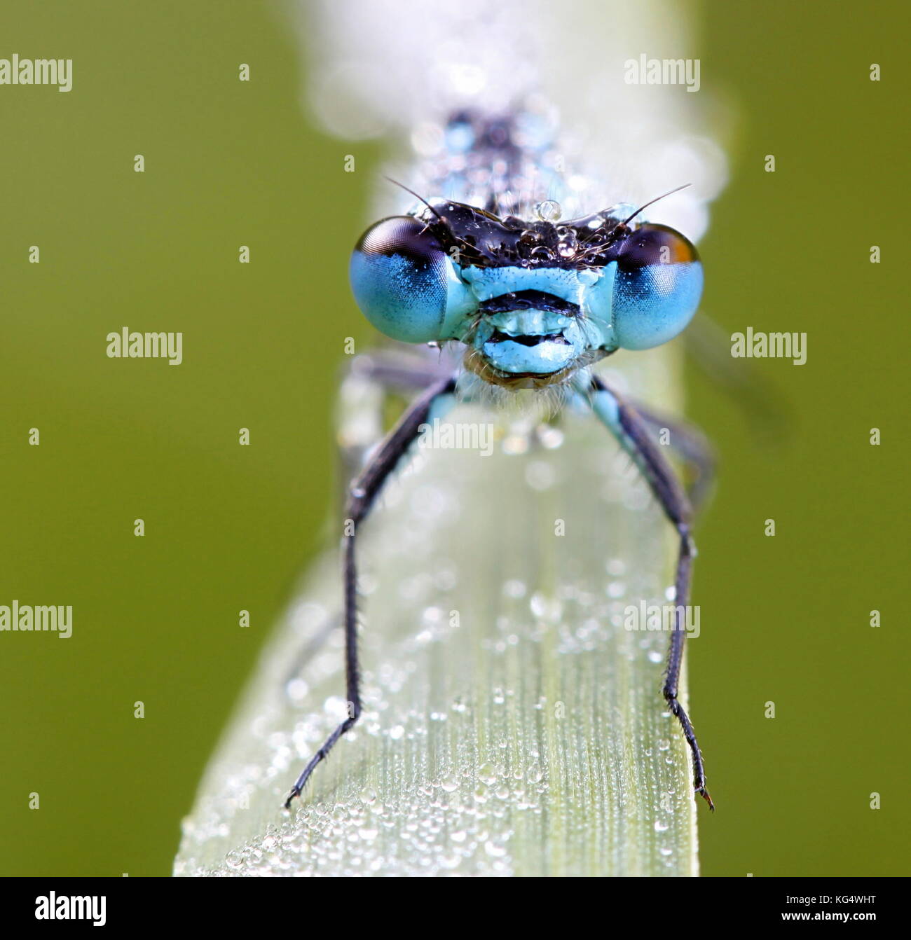 Variable damselfly hi-res stock photography and images - Alamy