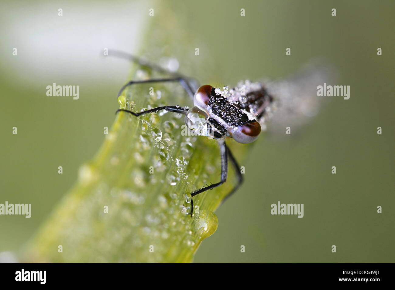 Female variable damselfly hi-res stock photography and images - Alamy