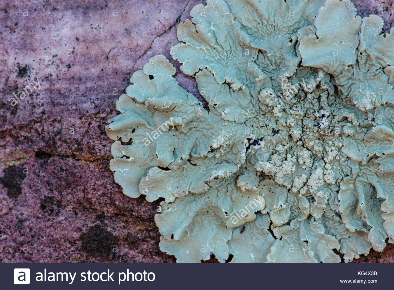 Fungi Growing On Rocks Stock Photos & Fungi Growing On Rocks Stock ...