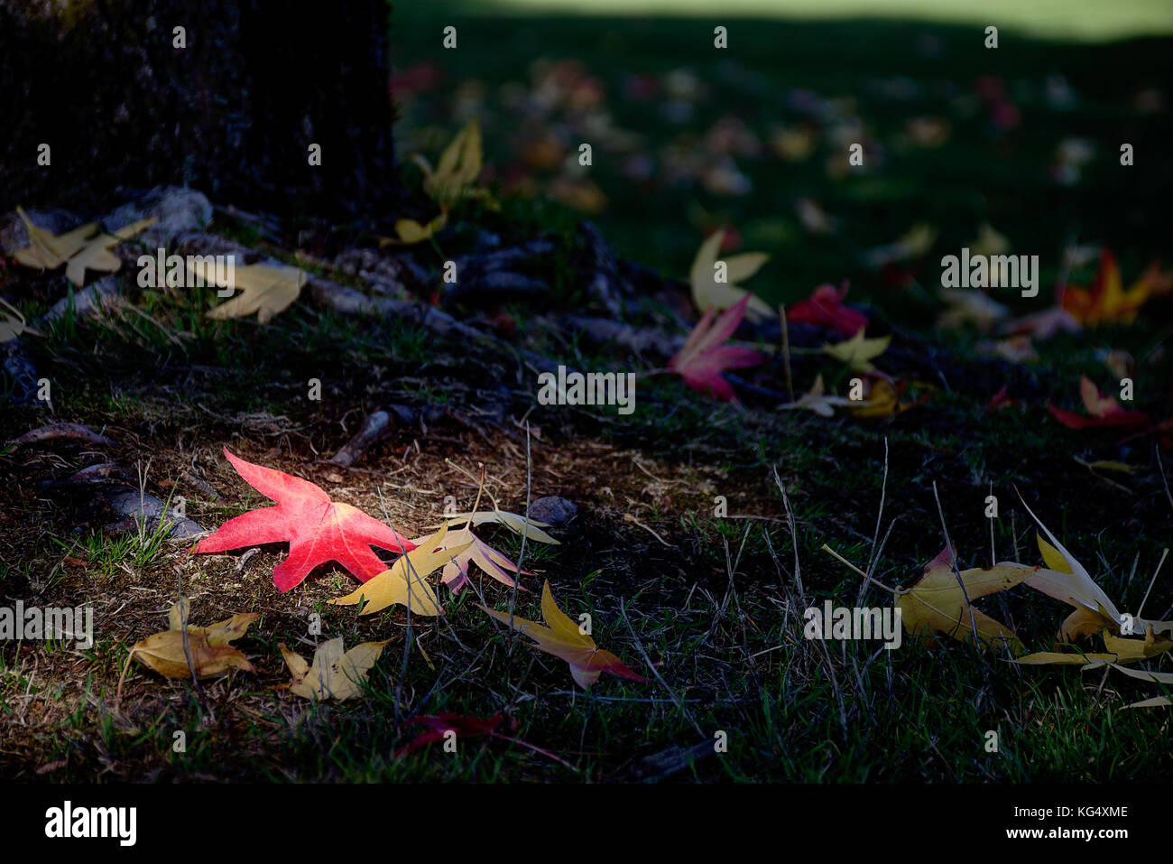 Autumn color leaves on the ground by a tree at the park. Sun light is ...