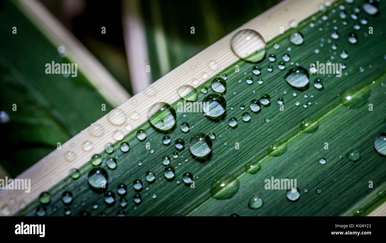 water drops on white stripped green varigata leaves Stock Photo - Alamy