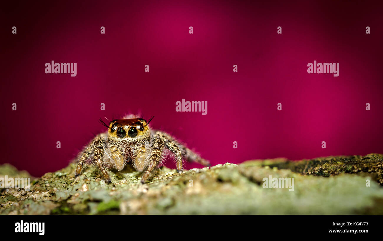 Jumping spider crawl on the mossy surface of the wood with blurred ...