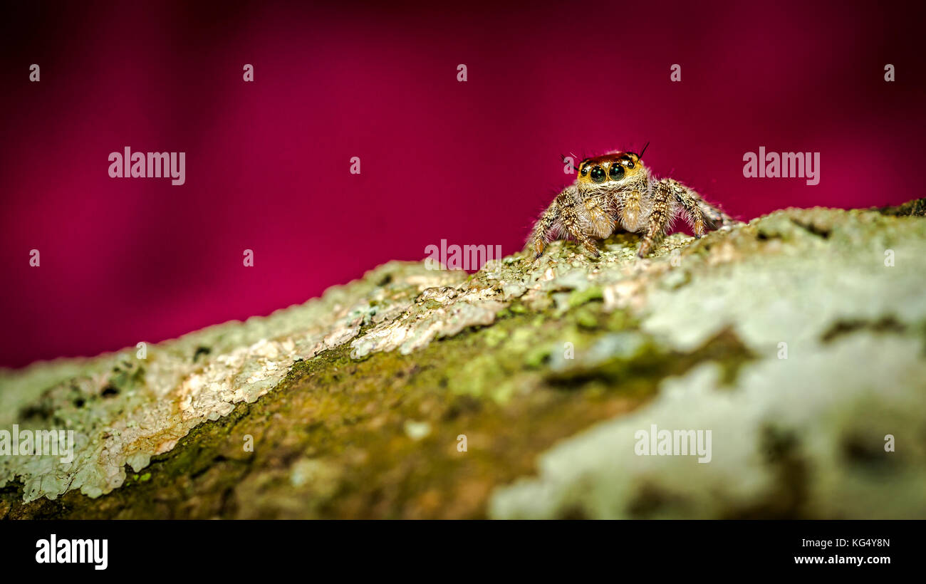 Jumping spider crawl on the mossy surface of the wood with blurred ...