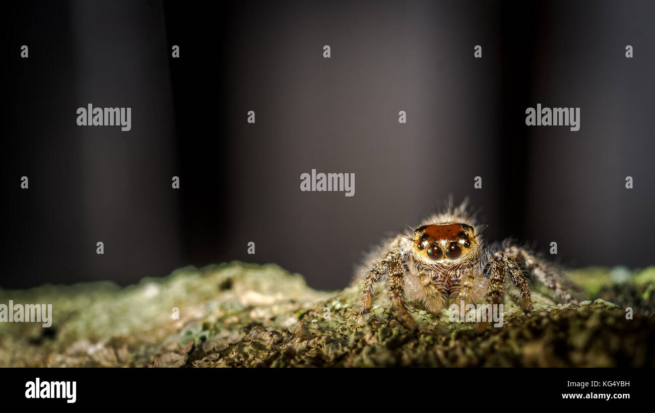 Jumping spider crawl on the mossy surface of the wood with blurred ...