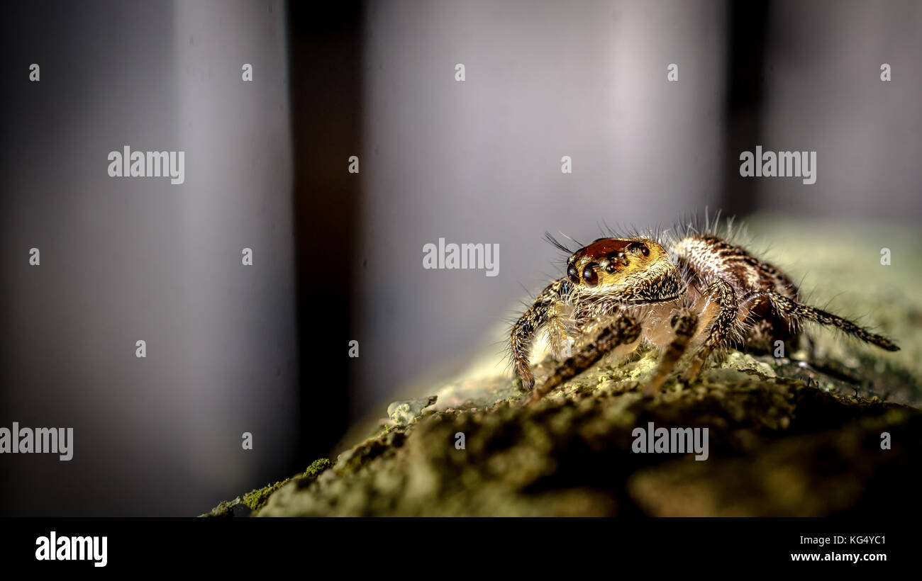 Jumping spider crawl on the mossy surface of the wood with blurred ...