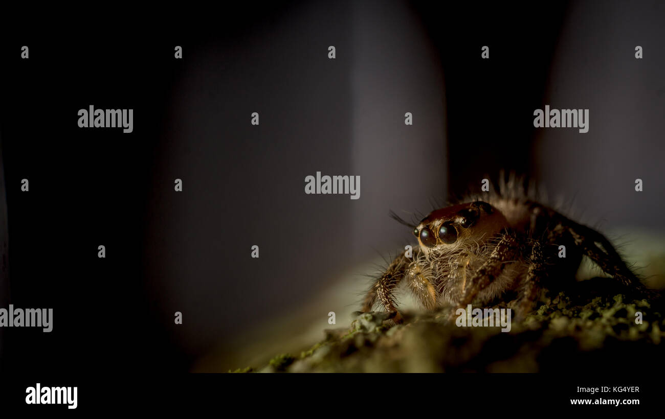 Jumping spider crawl on the mossy surface of the wood with blurred ...