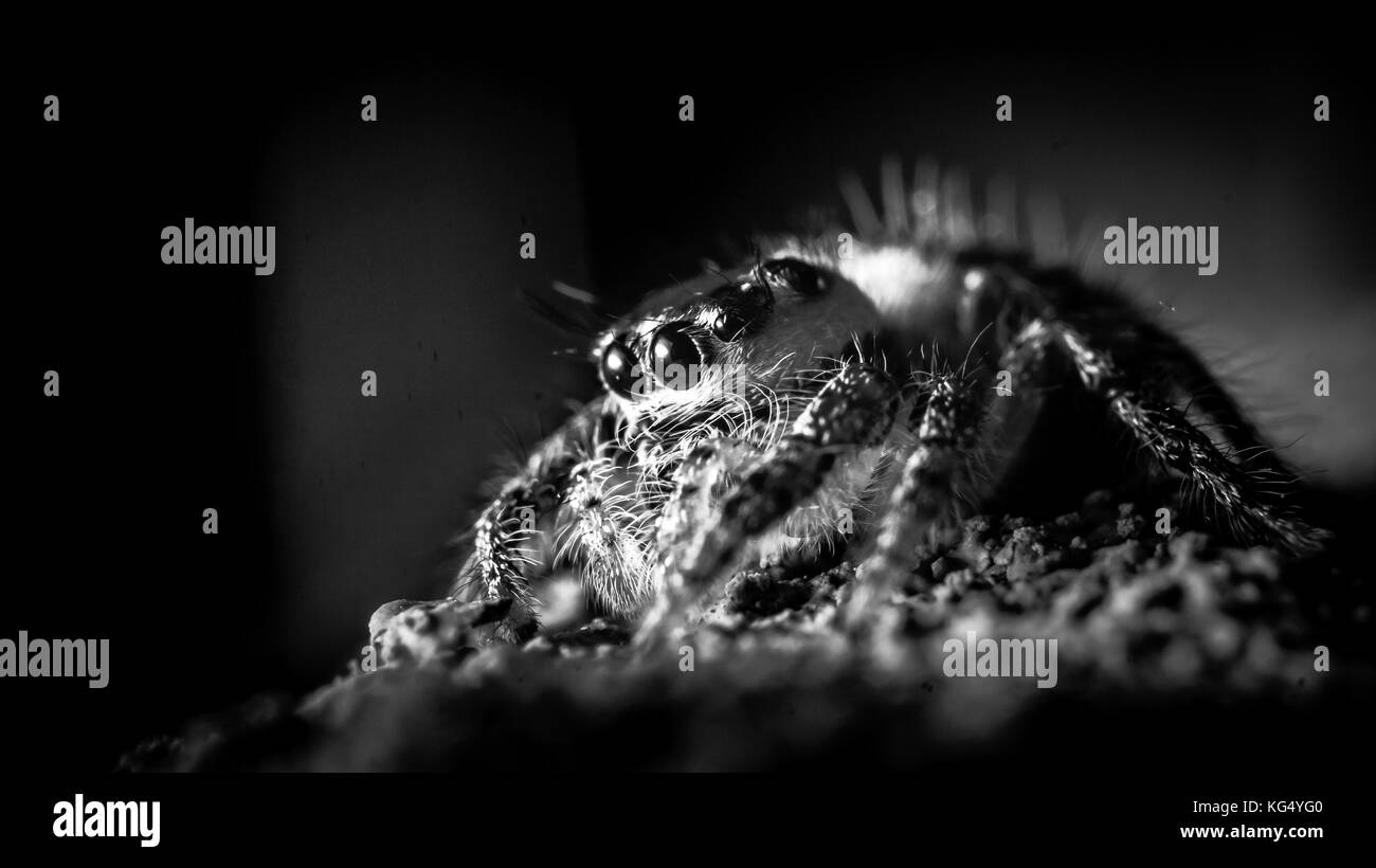 Jumping spider crawl on the mossy surface of the wood with blurred ...
