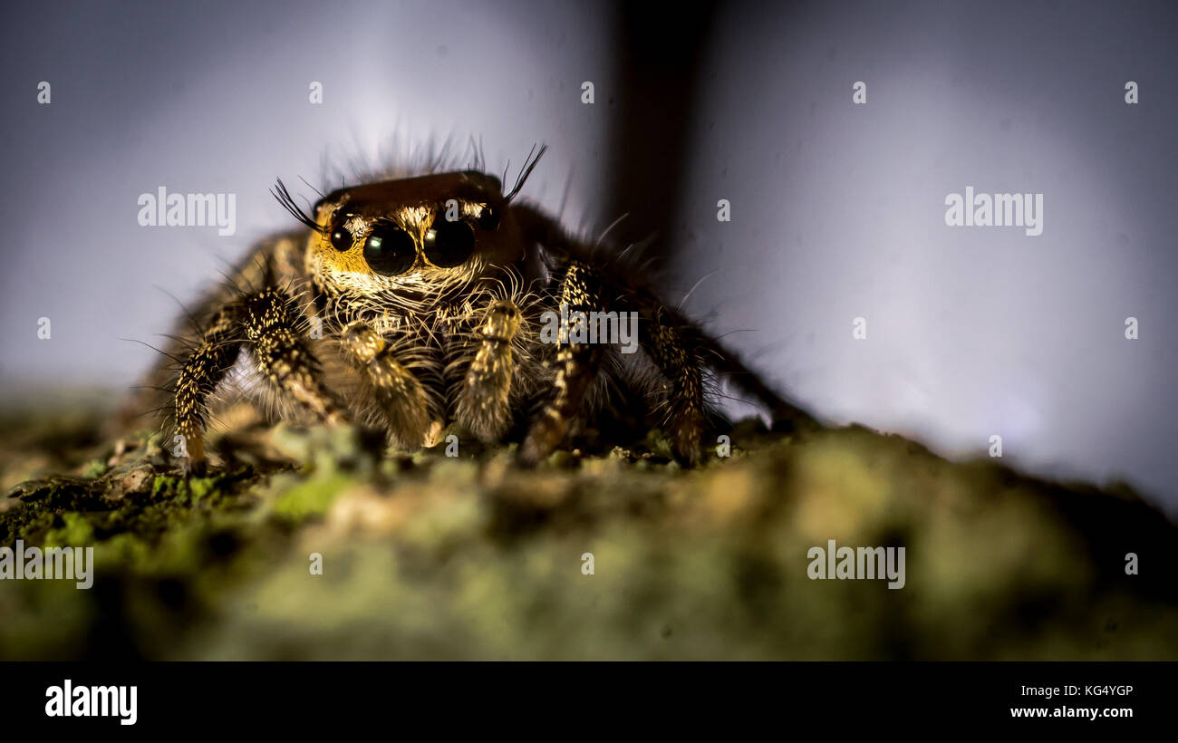 Jumping spider crawl on the mossy surface of the wood with blurred ...