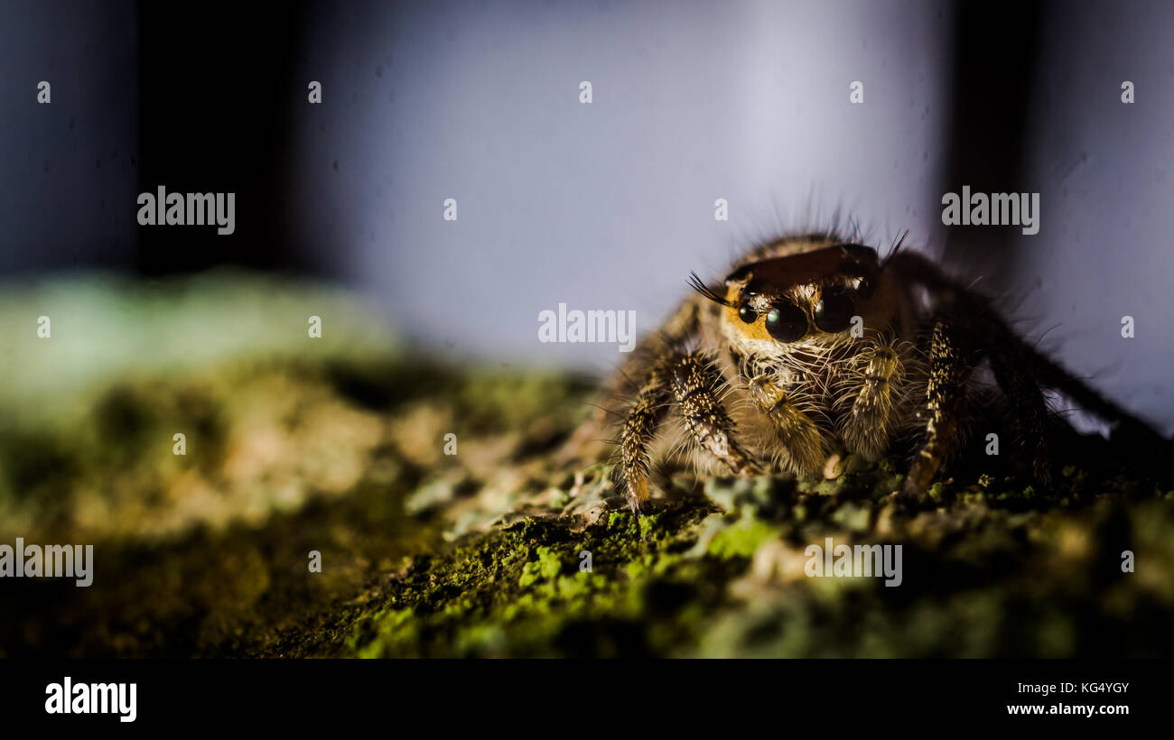 Jumping spider crawl on the mossy surface of the wood with blurred ...