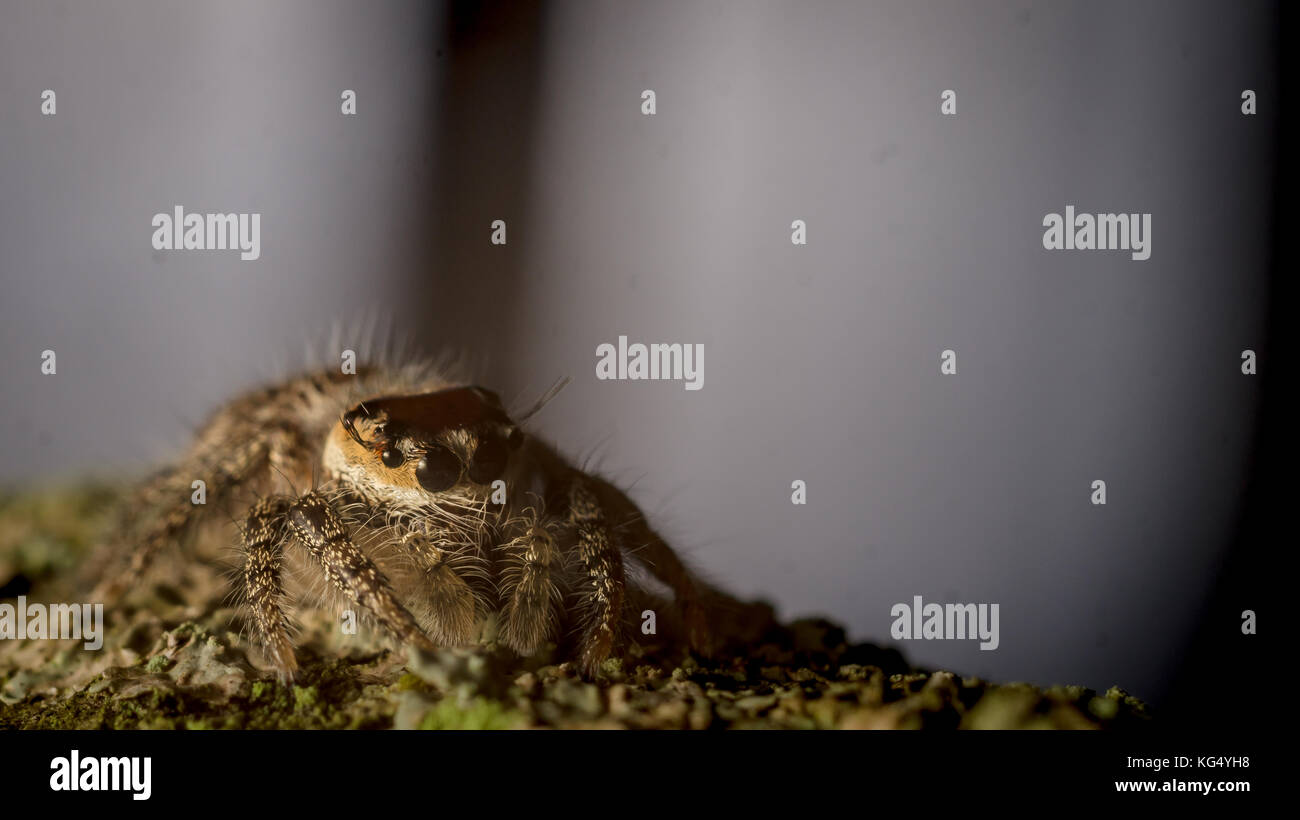 Jumping spider crawl on the mossy surface of the wood with blurred ...