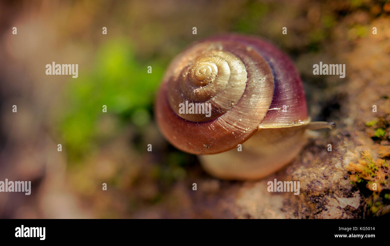 Red snail crawling on the rock with blurred background Stock Photo - Alamy