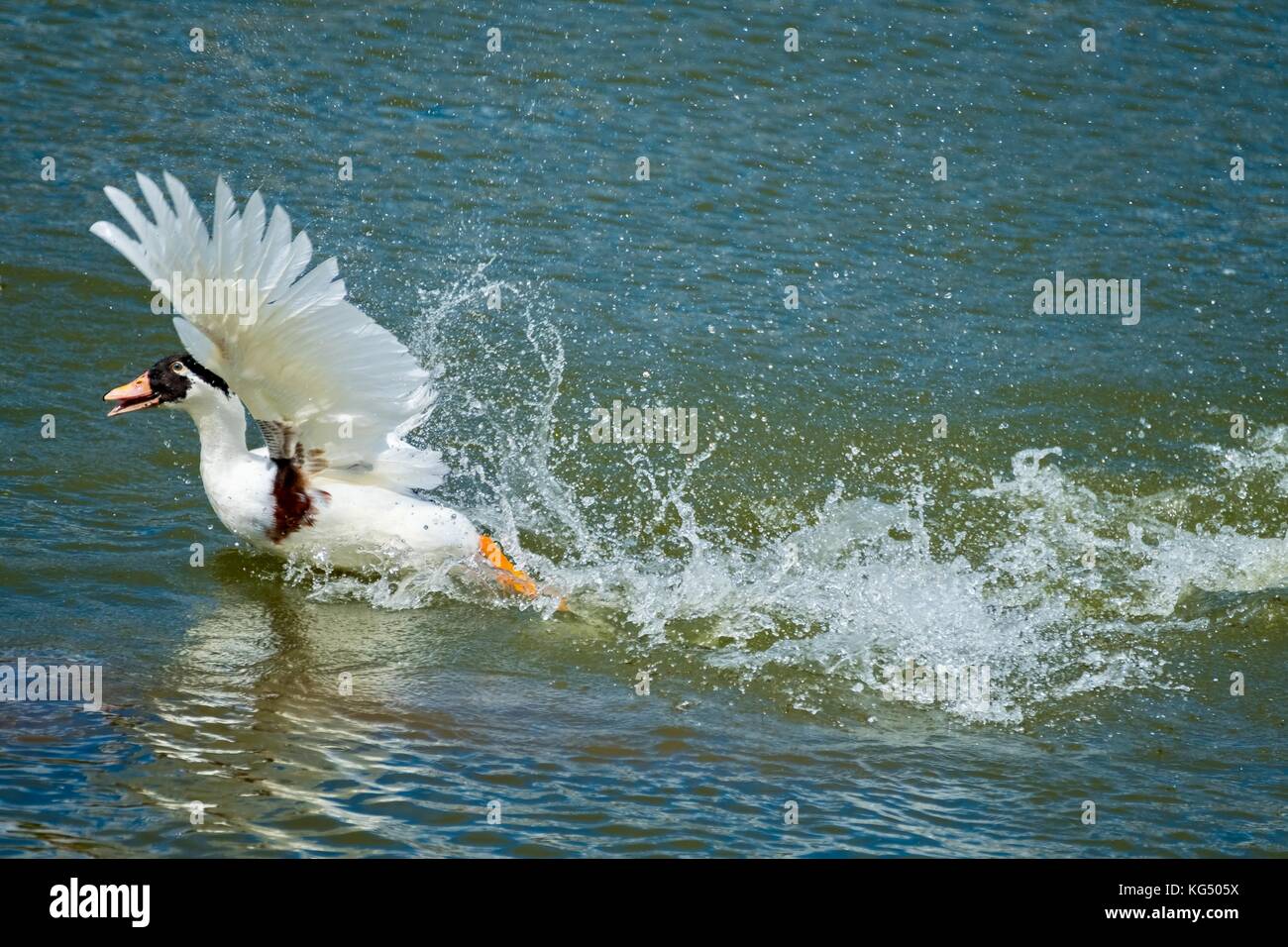 Pico duck hi-res stock photography and images - Alamy