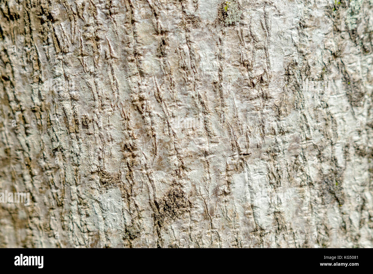 Detail close up of texture of the surface of the bark Stock Photo - Alamy