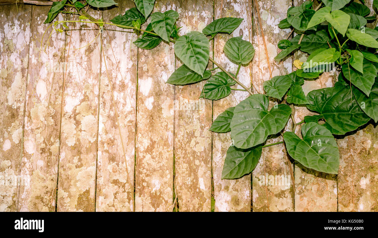 Crawling vines hi-res stock photography and images - Alamy