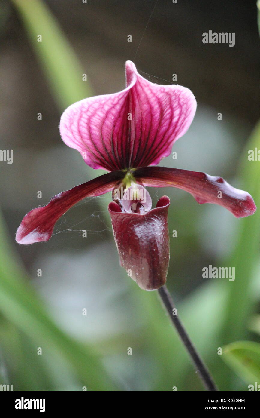 Orchid glow hi-res stock photography and images - Alamy
