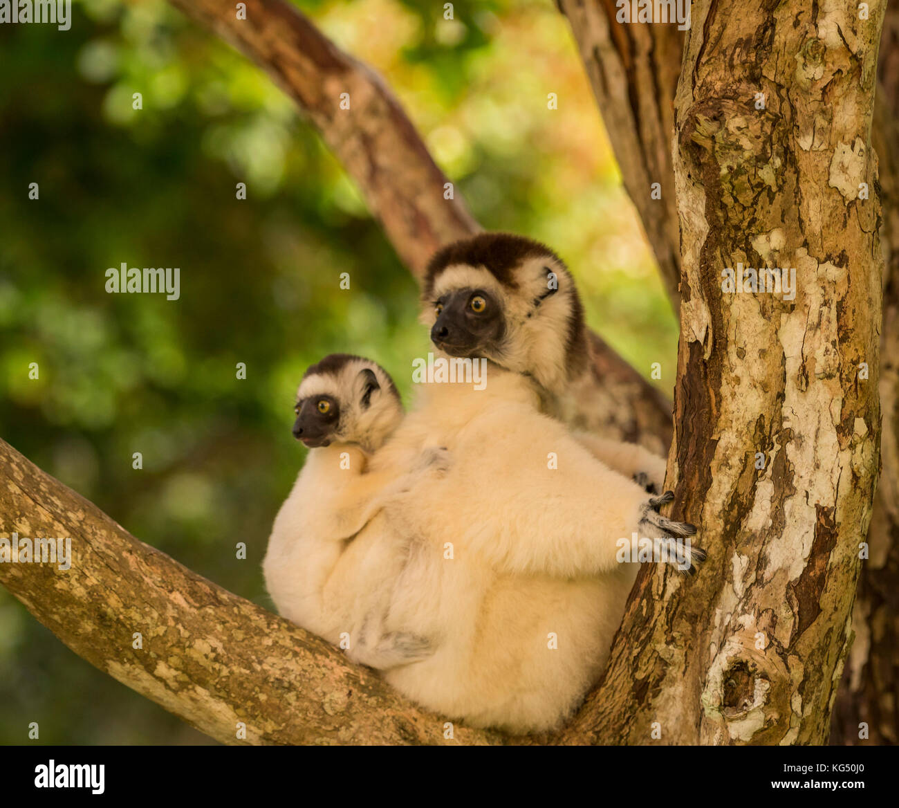 Endangered animals of madagascar hi-res stock photography and images ...