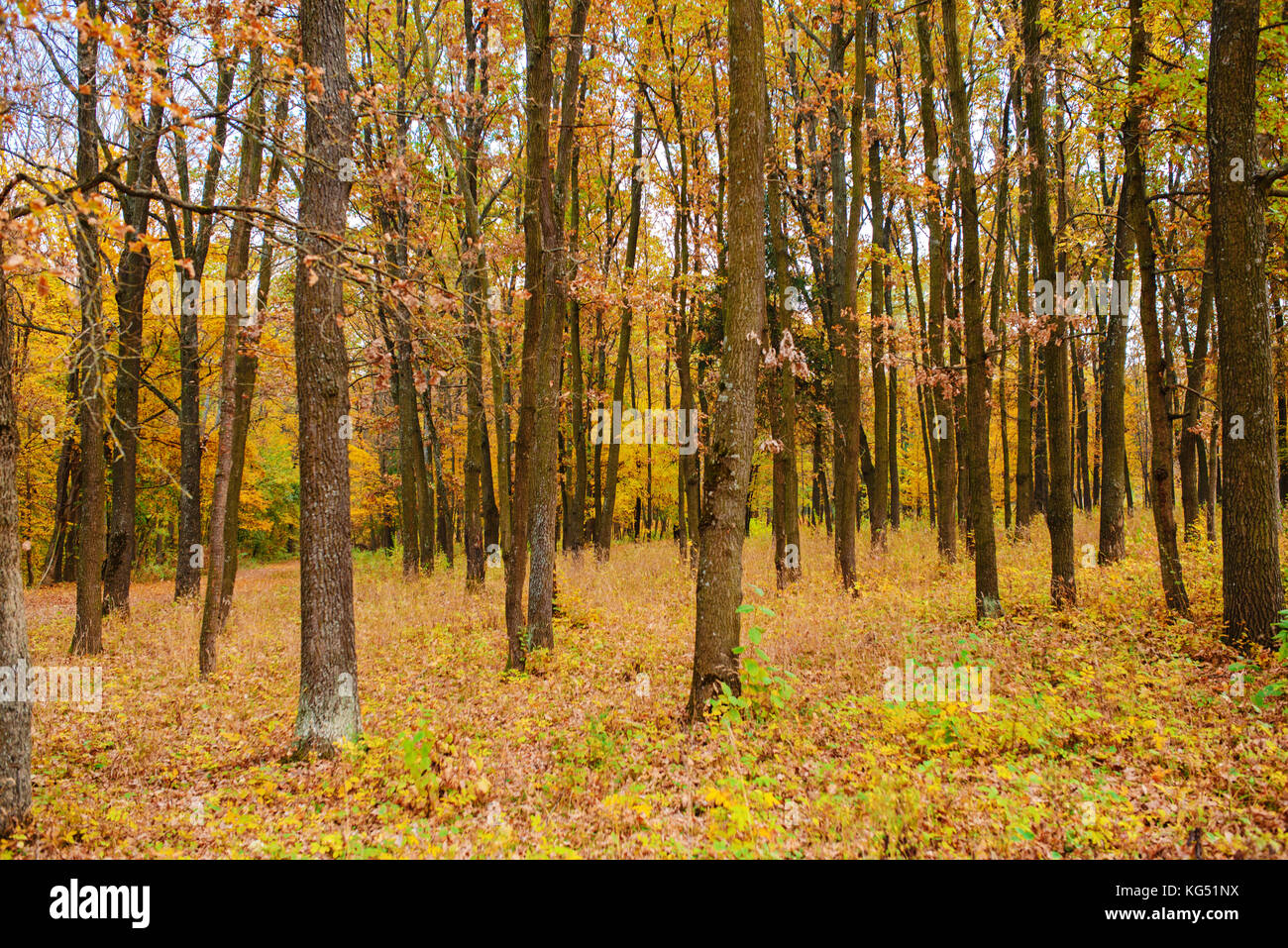 Autumn landscape of colorful trees stem in forest Stock Photo - Alamy