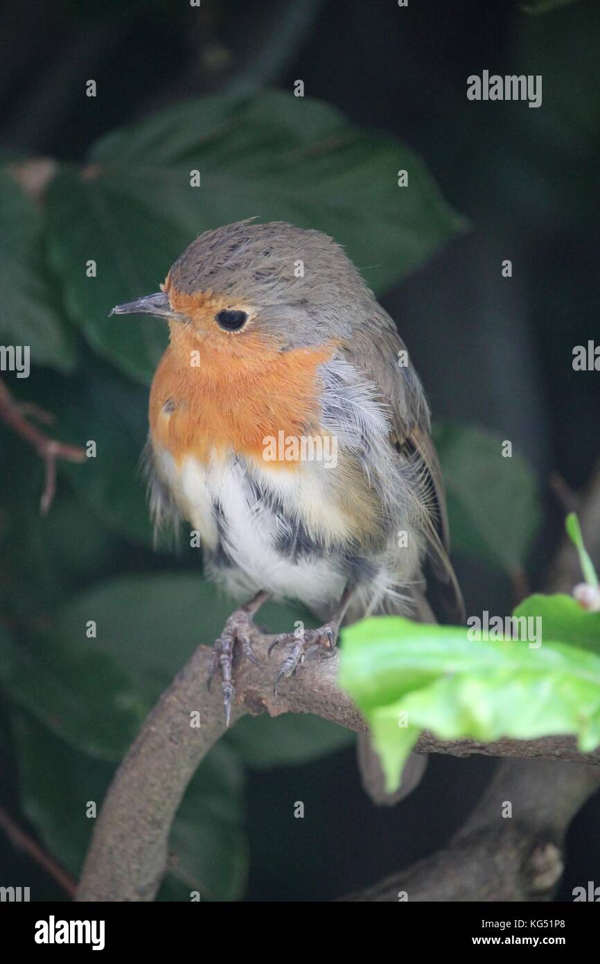 Robin looking sad hi-res stock photography and images - Alamy