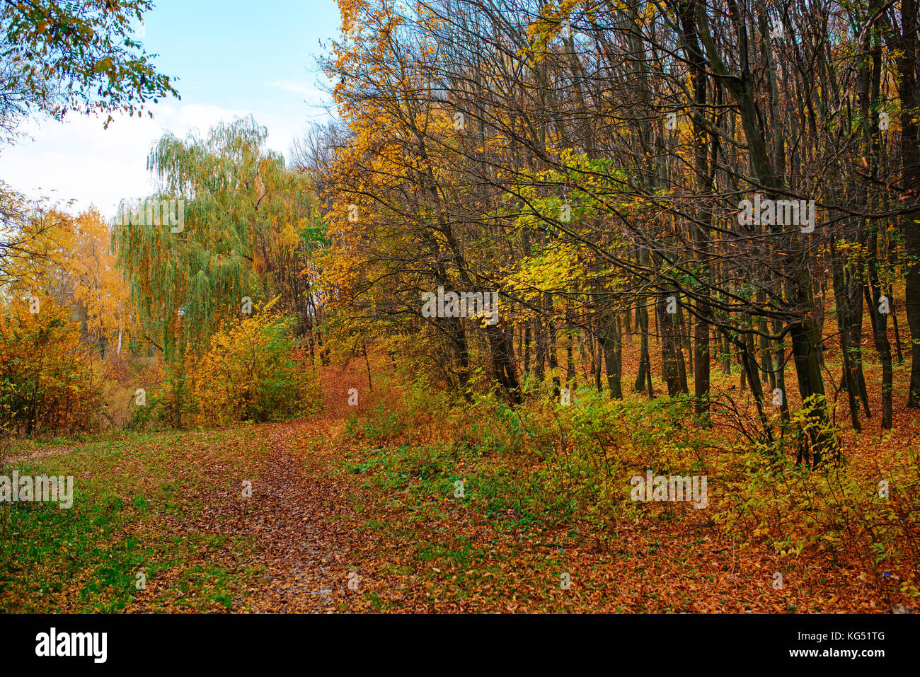 Bright and colorful landscape of autumn forest with trail covered with ...