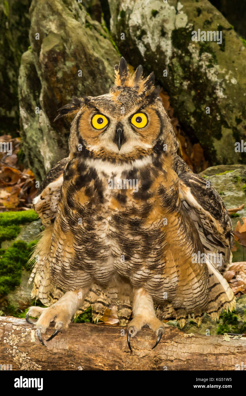 Angry owl hi-res stock photography and images - Alamy