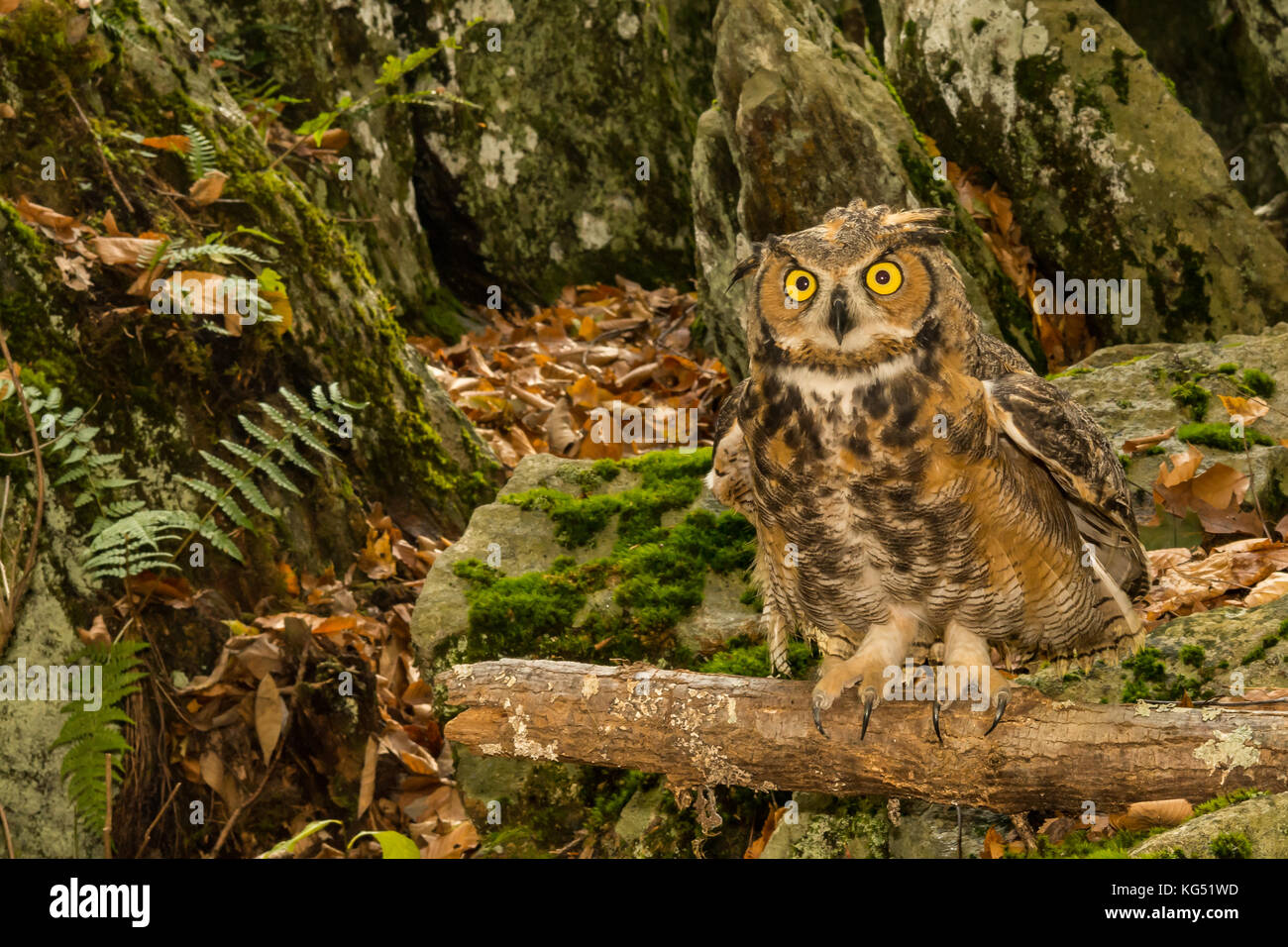 Great Horned Owl Autumn Stock Photos & Great Horned Owl Autumn Stock ...