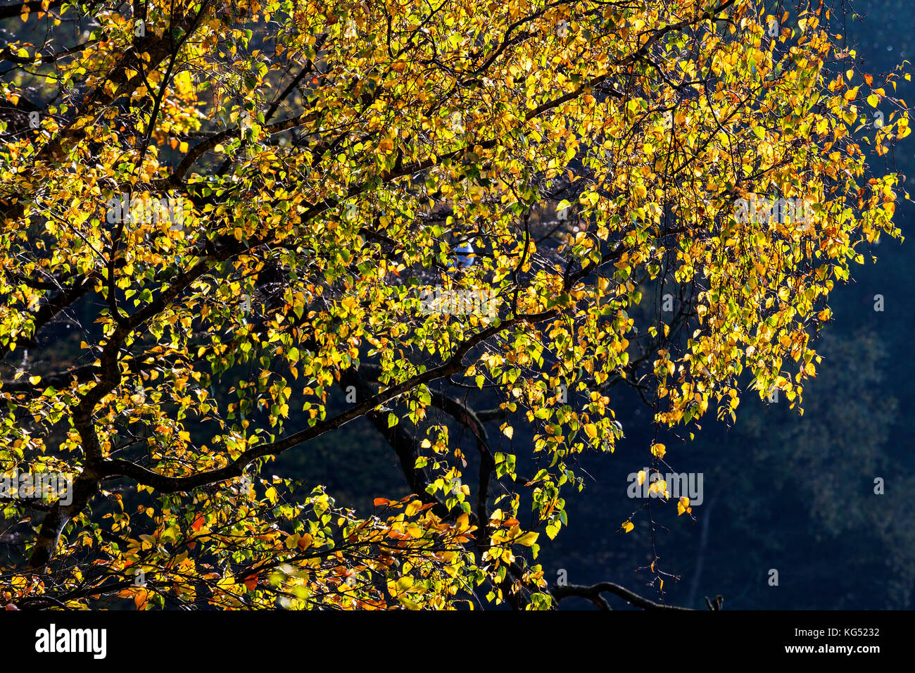 Trees Backlit by Bright Autumn Sunlight Stock Photo - Alamy