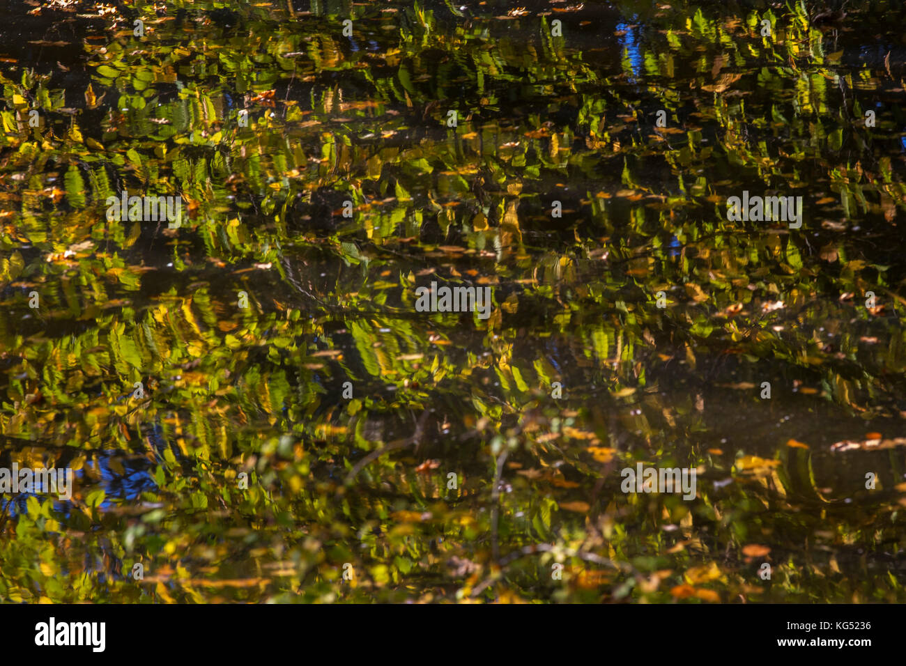 Danbury country park hi-res stock photography and images - Alamy