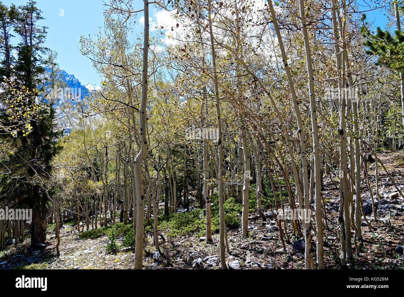 Trees in fall colors in Great Basin National Park, Nevada Stock Photo ...