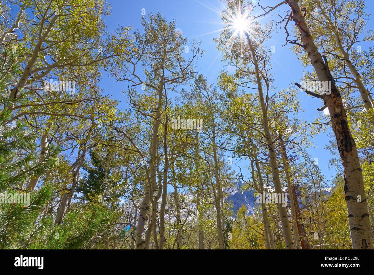 Trees in fall colors in Great Basin National Park, Nevada Stock Photo ...