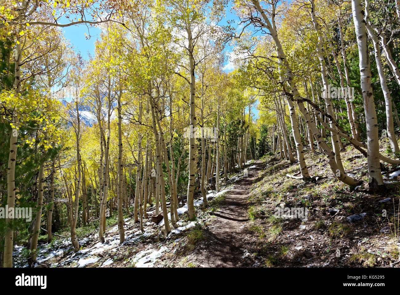 Trees in fall colors in Great Basin National Park, Nevada Stock Photo ...
