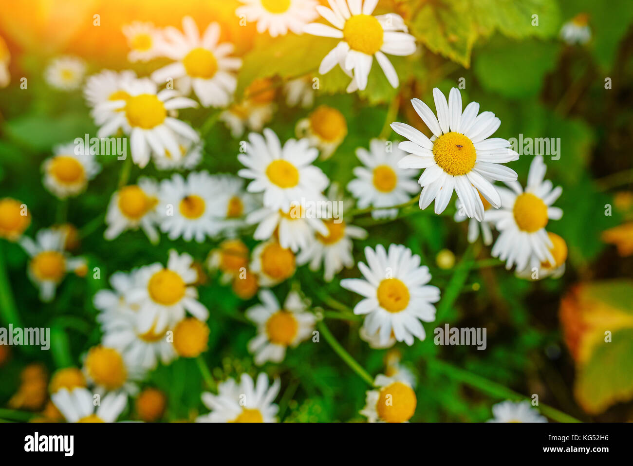 chamomile. Green grass and chamomiles in the nature Stock Photo - Alamy