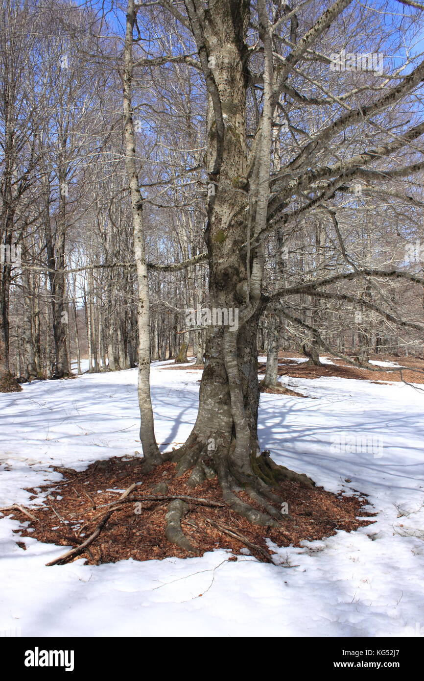 Snow covered beech trees in wintertime Stock Photo - Alamy
