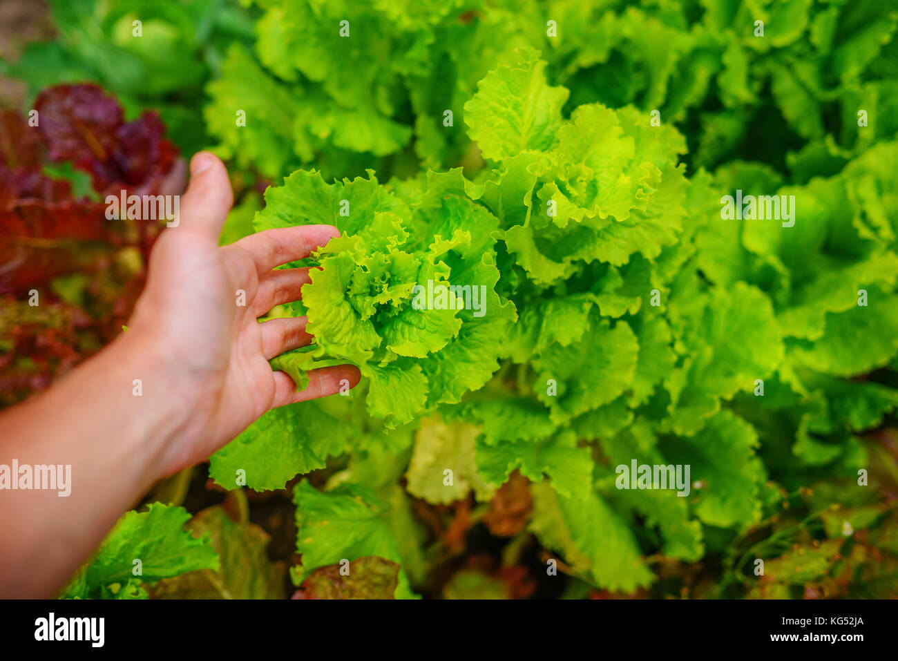 Freshly salad in the hands of the farmer, picking fresh salad from ...