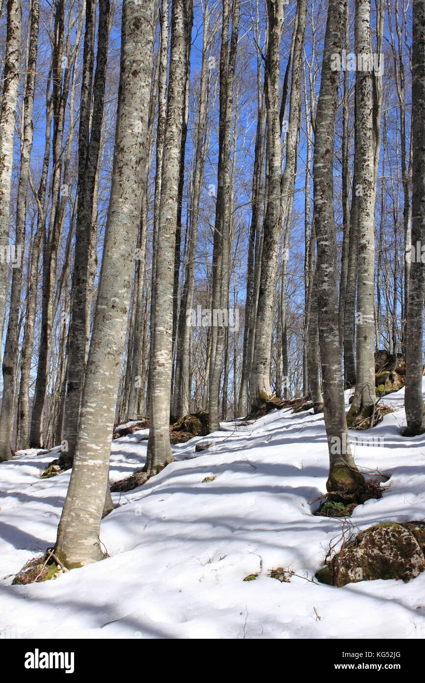 Snow covered beech trees in wintertime Stock Photo - Alamy