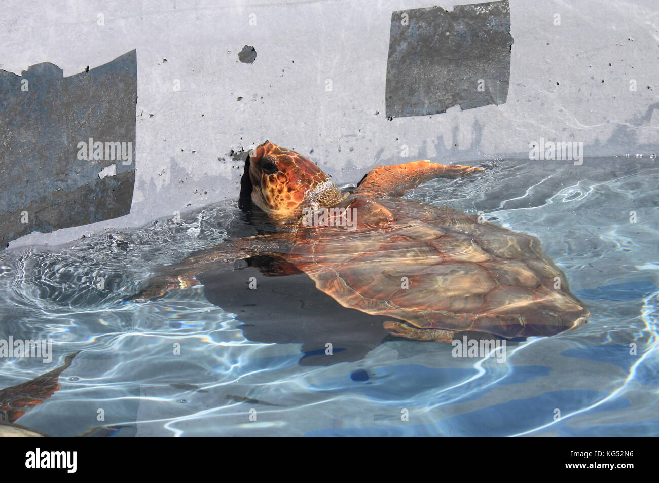 Giant sea turtle swimming in a pool Stock Photo - Alamy