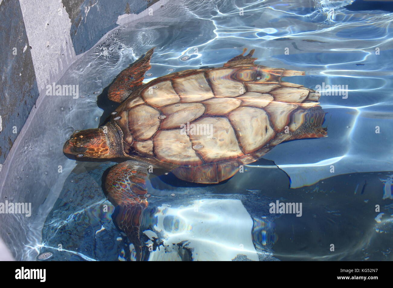 Turtle swimming in pool hi-res stock photography and images - Alamy