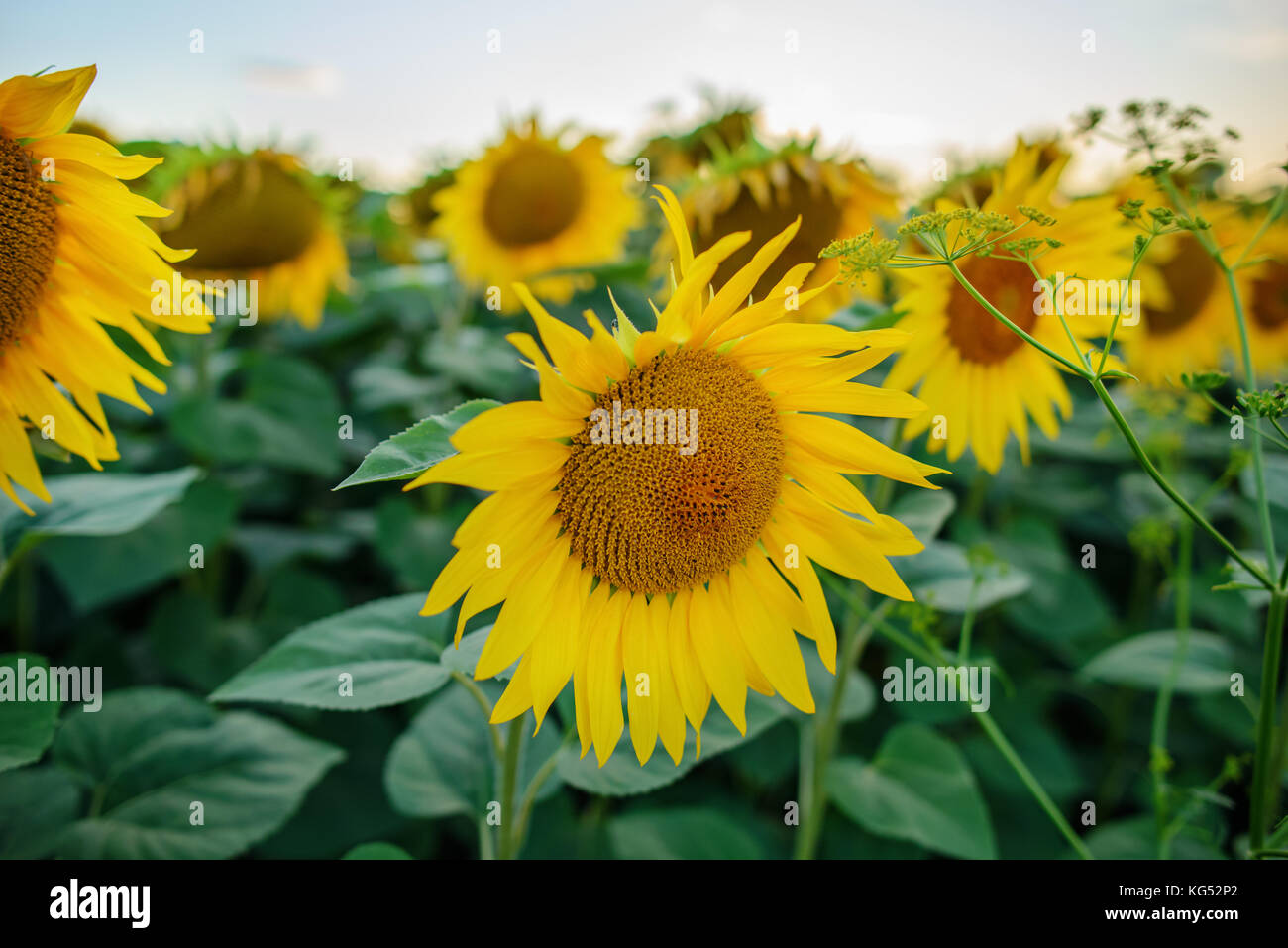 A plantation of beautiful yellow-green sunflowers after sunset at ...